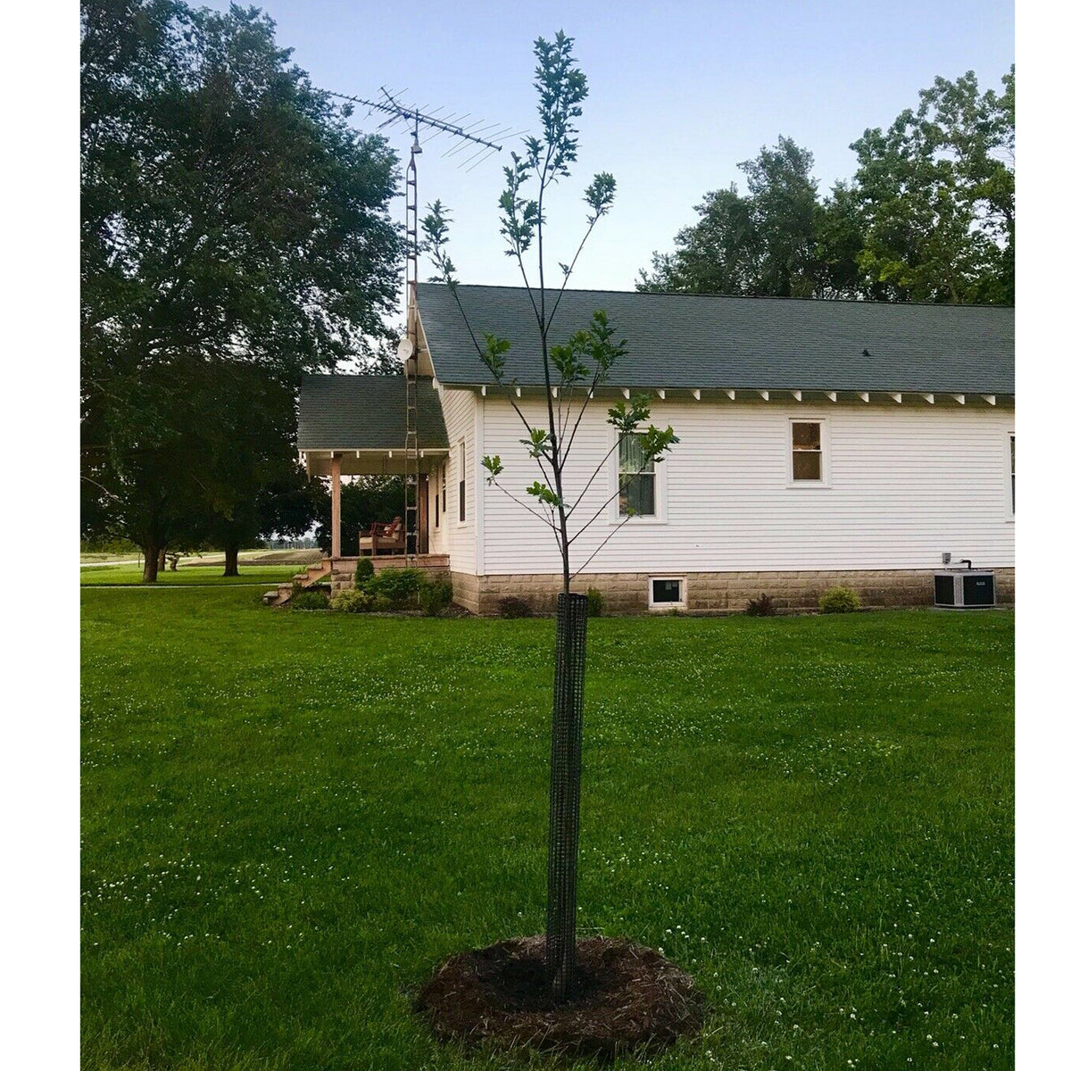 Mesh Tree Bark Protector 48 Inches (5 Pack) – Voglund Nursery