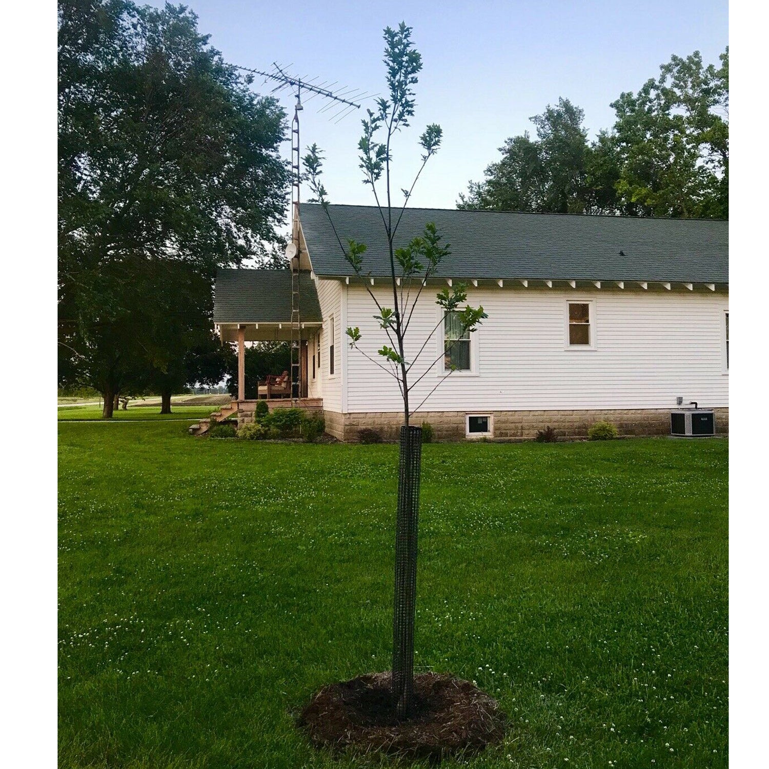 Mesh Tree Bark Protector 48 Inches (5 Pack) – Voglund Nursery